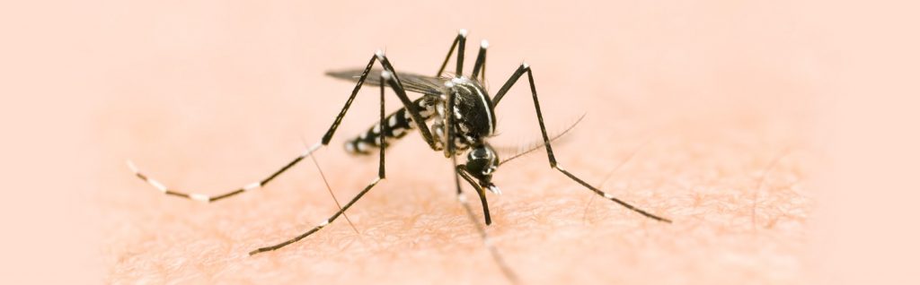 moustique-dengue - Centre Hospitalier Territorial Gaston-Bourret